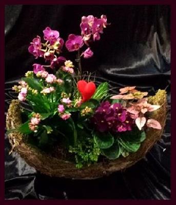 Warnier Carlo (Fleurs) - Fleuriste Strassen | Editus